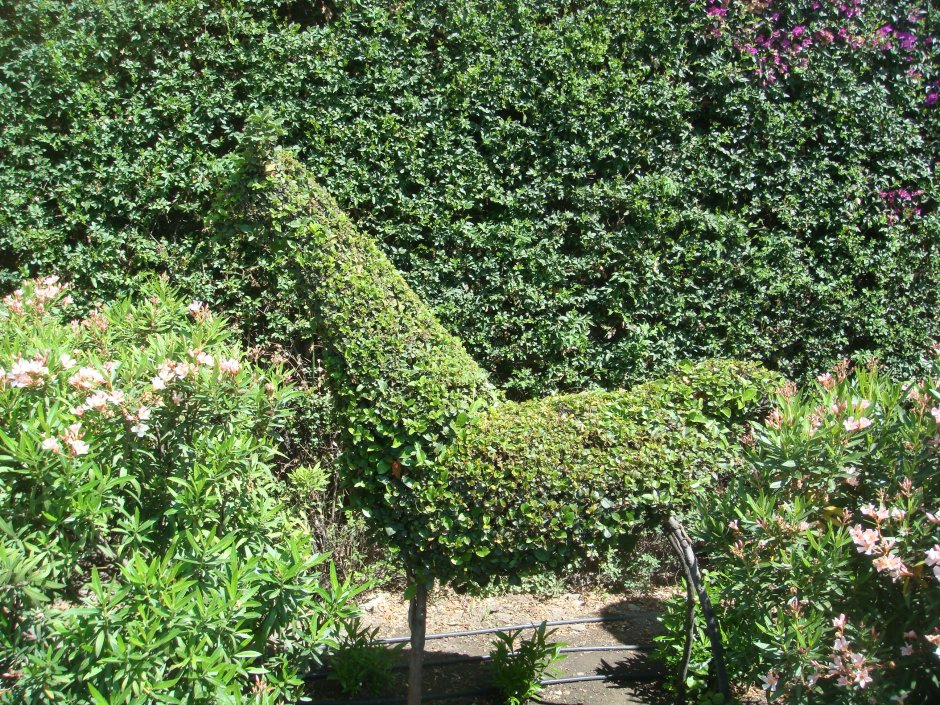 How designers are using Topiary, Knots and Parterres. | Jardin