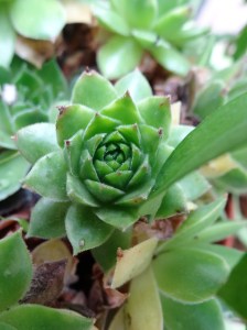 So succulent | Jardin