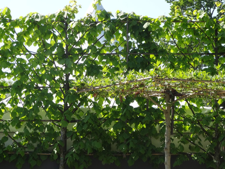 Pleaching – the art of taming nature no1 | Jardin