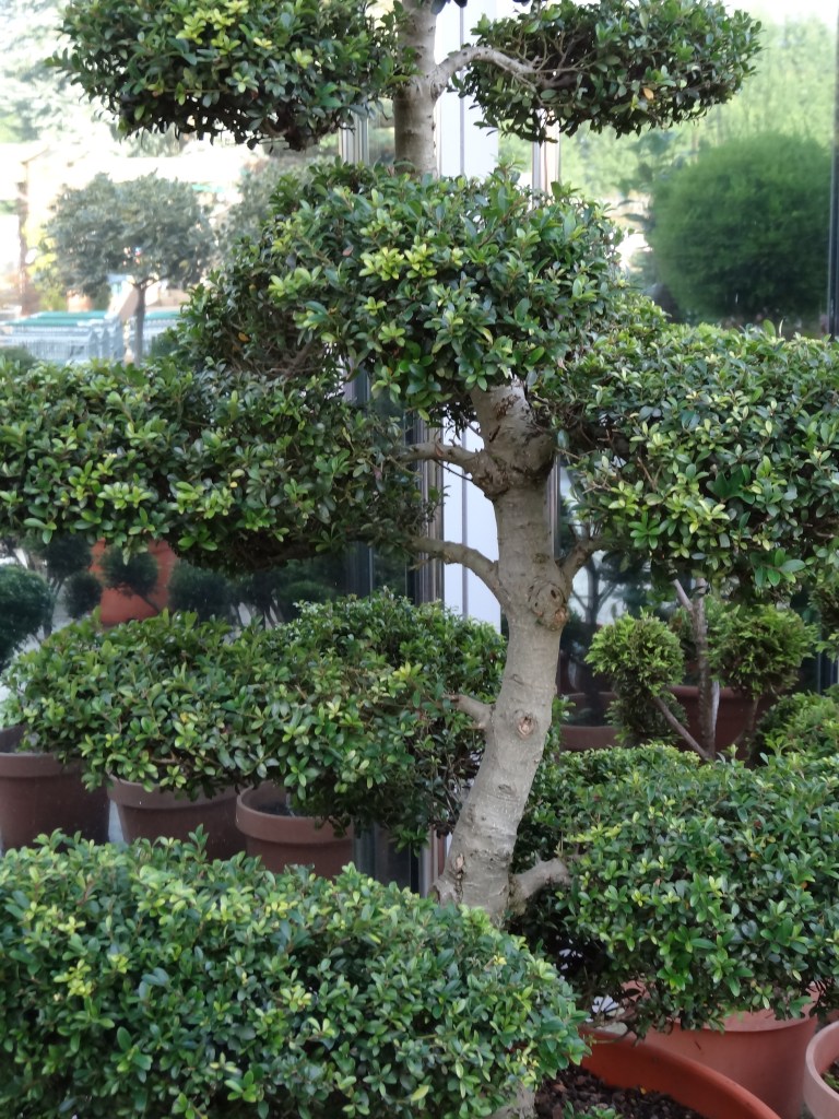 Cloud pruning – the art of taming nature no2 | Jardin