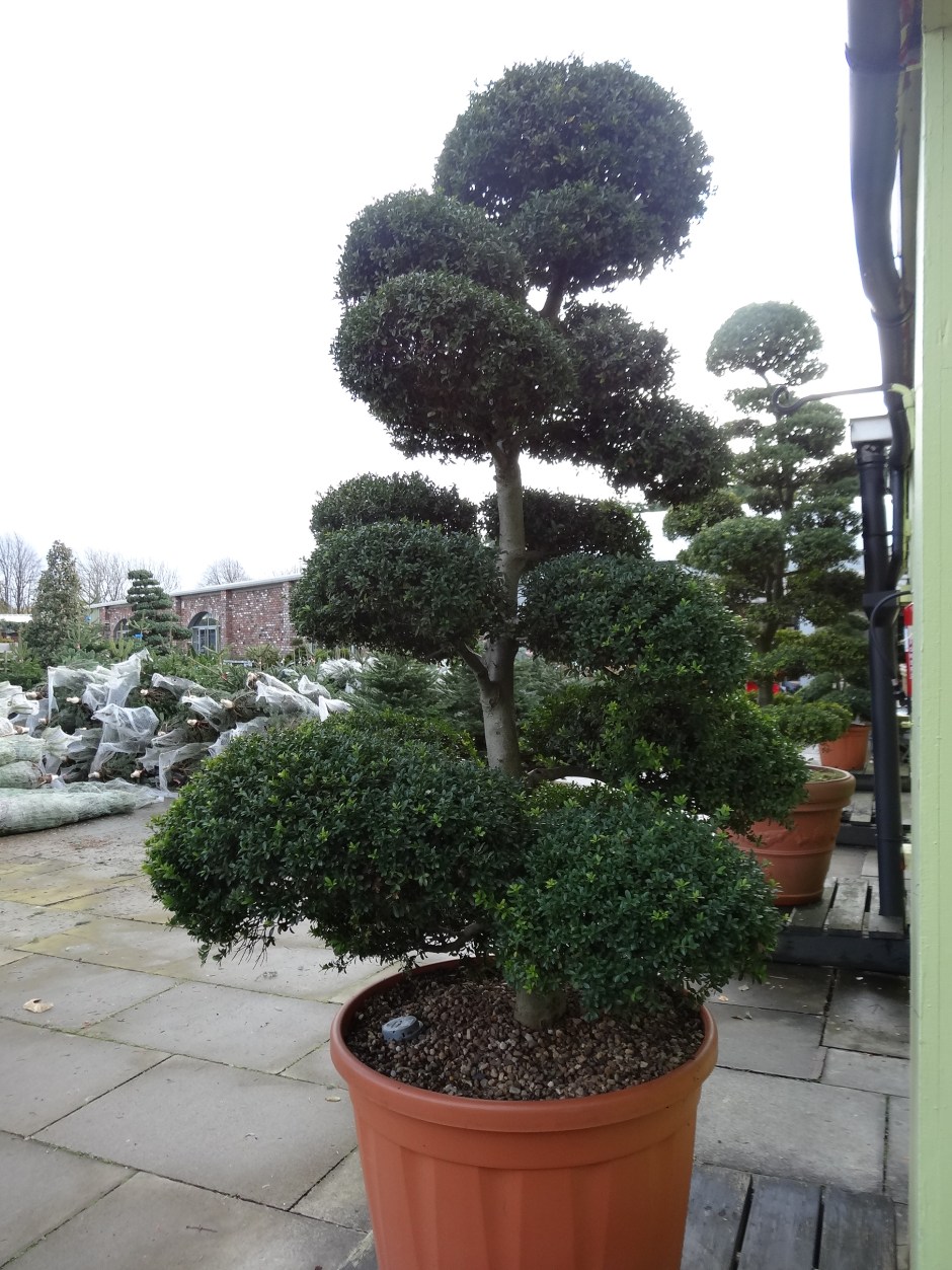 Cloud pruning – the art of taming nature no2 | Jardin