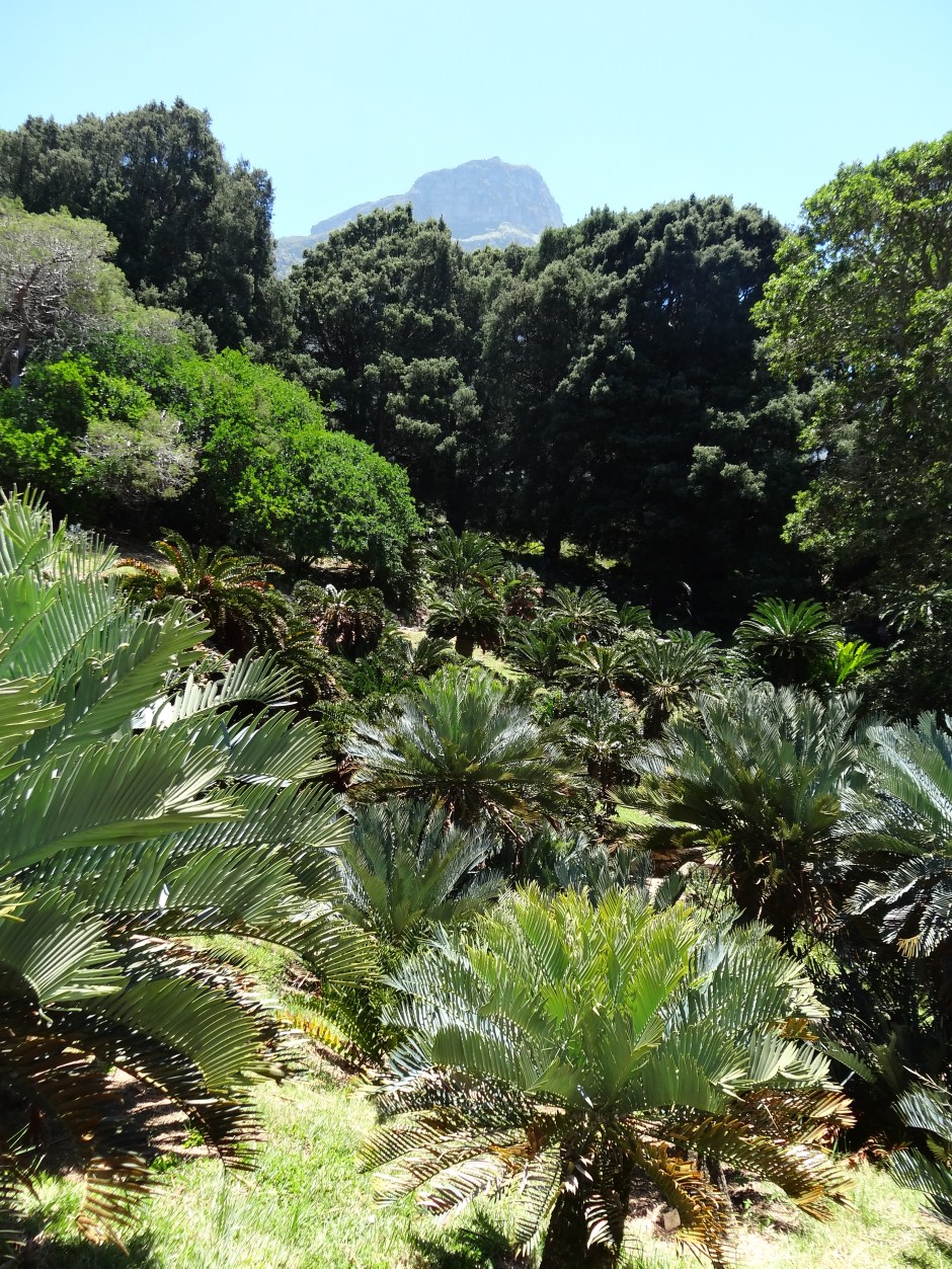 The Jurassic Plant. | Jardin