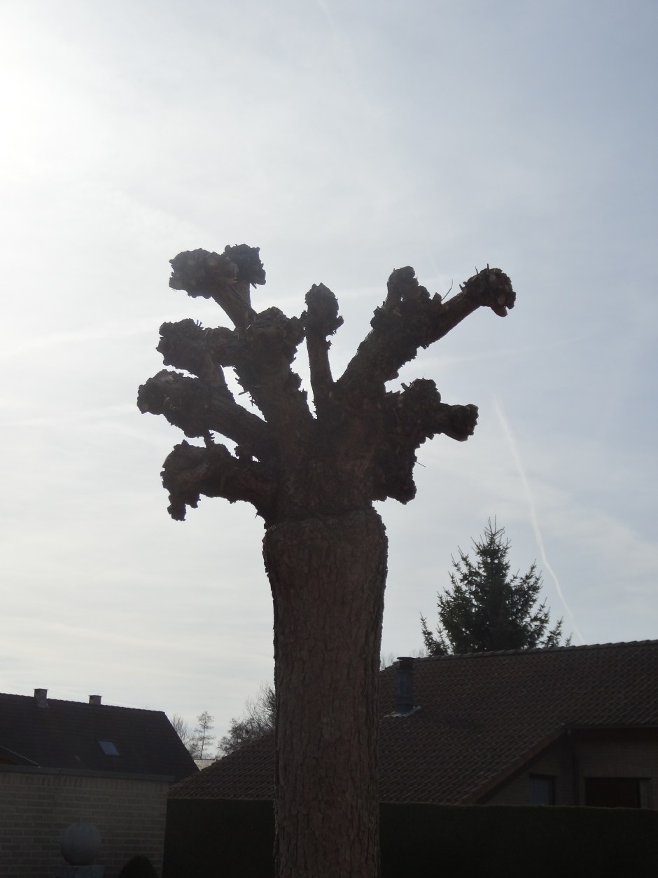 Pollarding – The art of taming nature no3 | Jardin