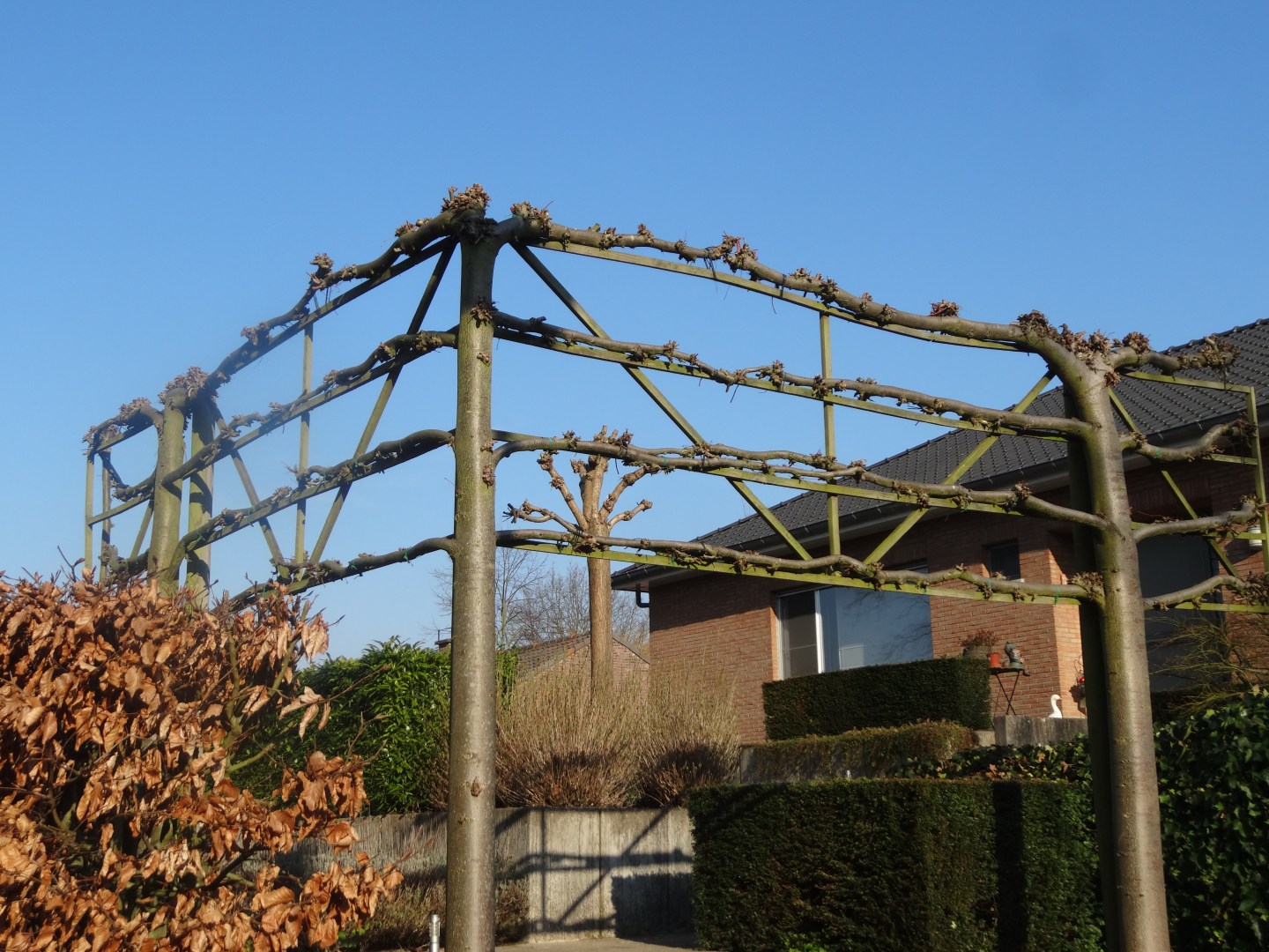 Pollarding – The art of taming nature no3 | Jardin