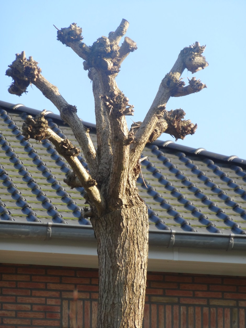 Pollarding – The art of taming nature no3 | Jardin