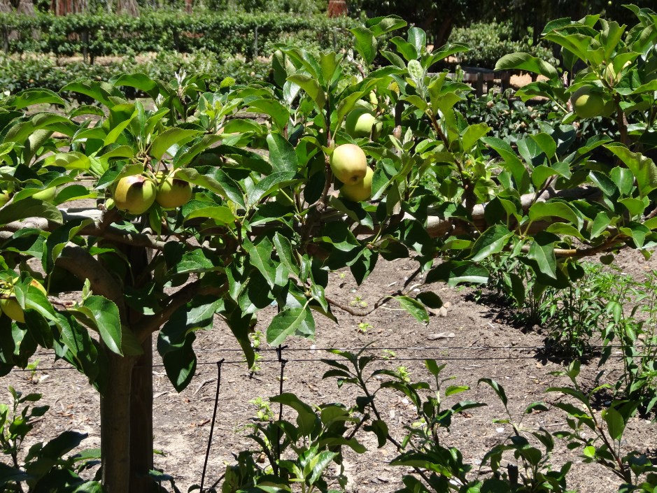 Espalier – The art of taming Nature no.4 | Jardin