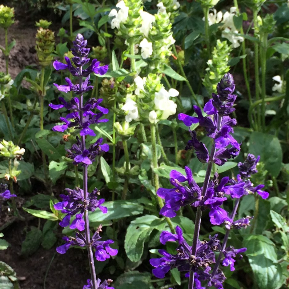 Using Blue in the garden. | Jardin