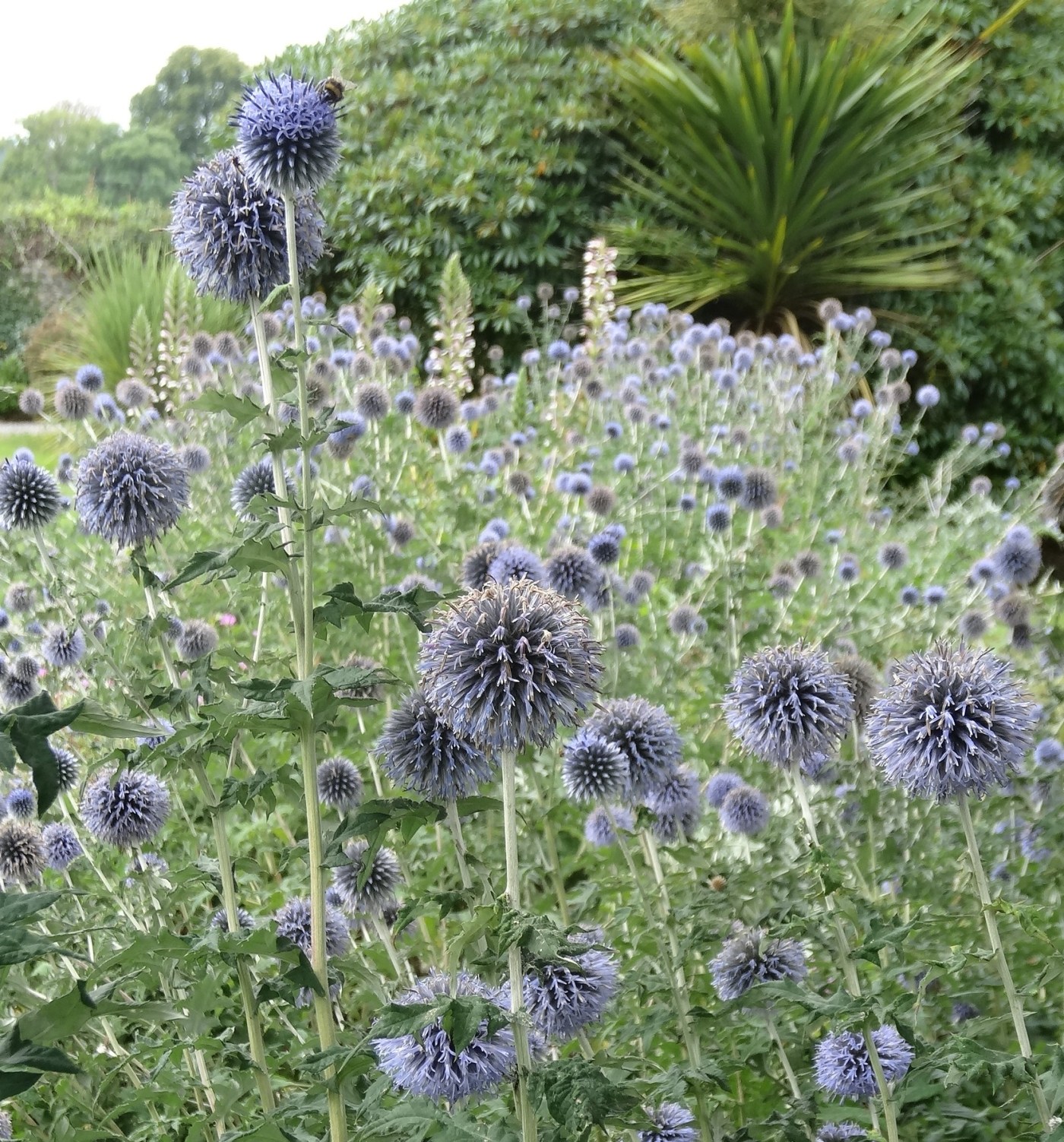 Using Blue in the garden. | Jardin