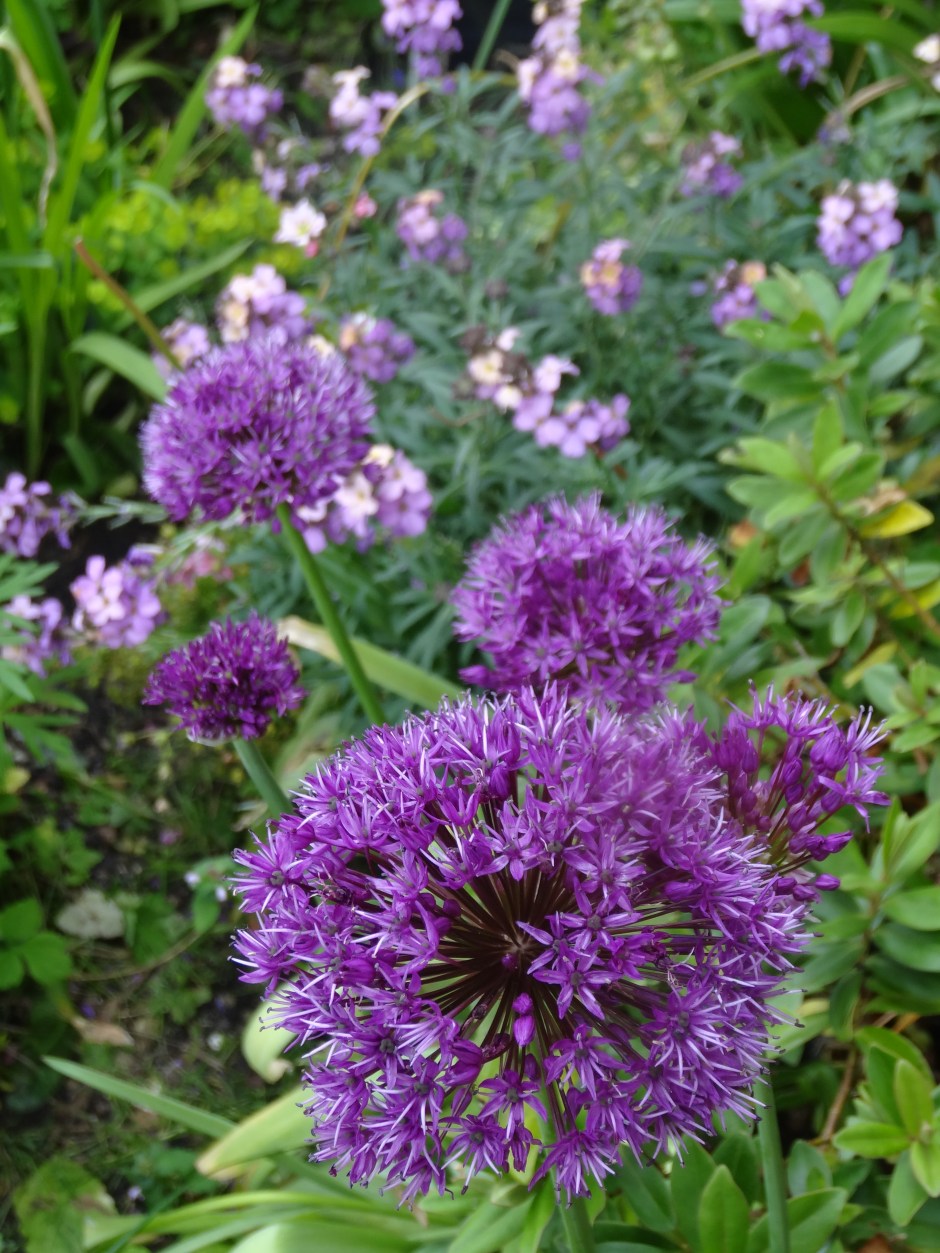 Alliums : global beauties | Jardin