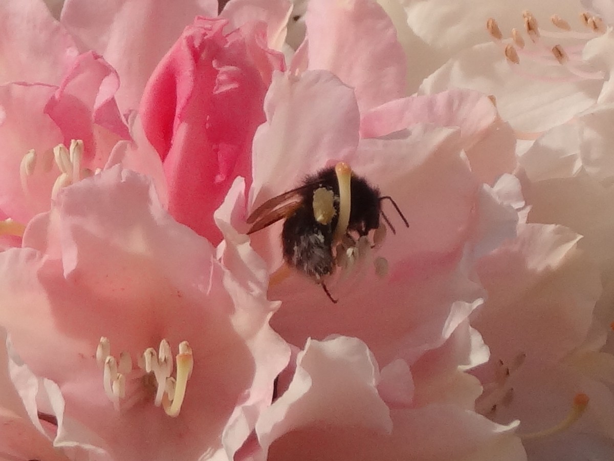 Too many bees? A word of caution from Brussels. | Jardin
