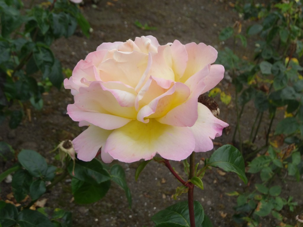 Dublin Rose Festival. | Jardin