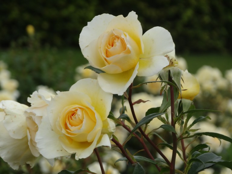 Dublin Rose Festival. | Jardin