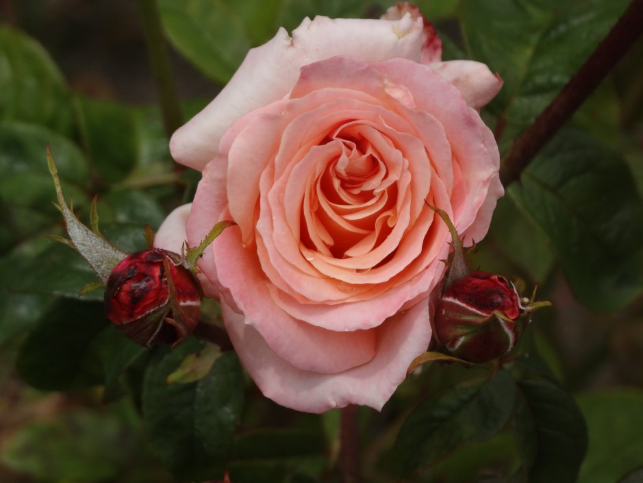 Dublin Rose Festival. | Jardin