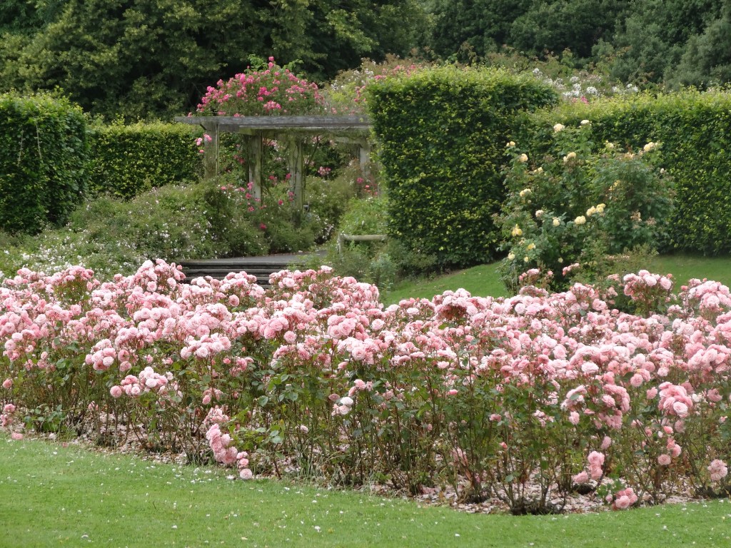 Dublin Rose Festival. | Jardin