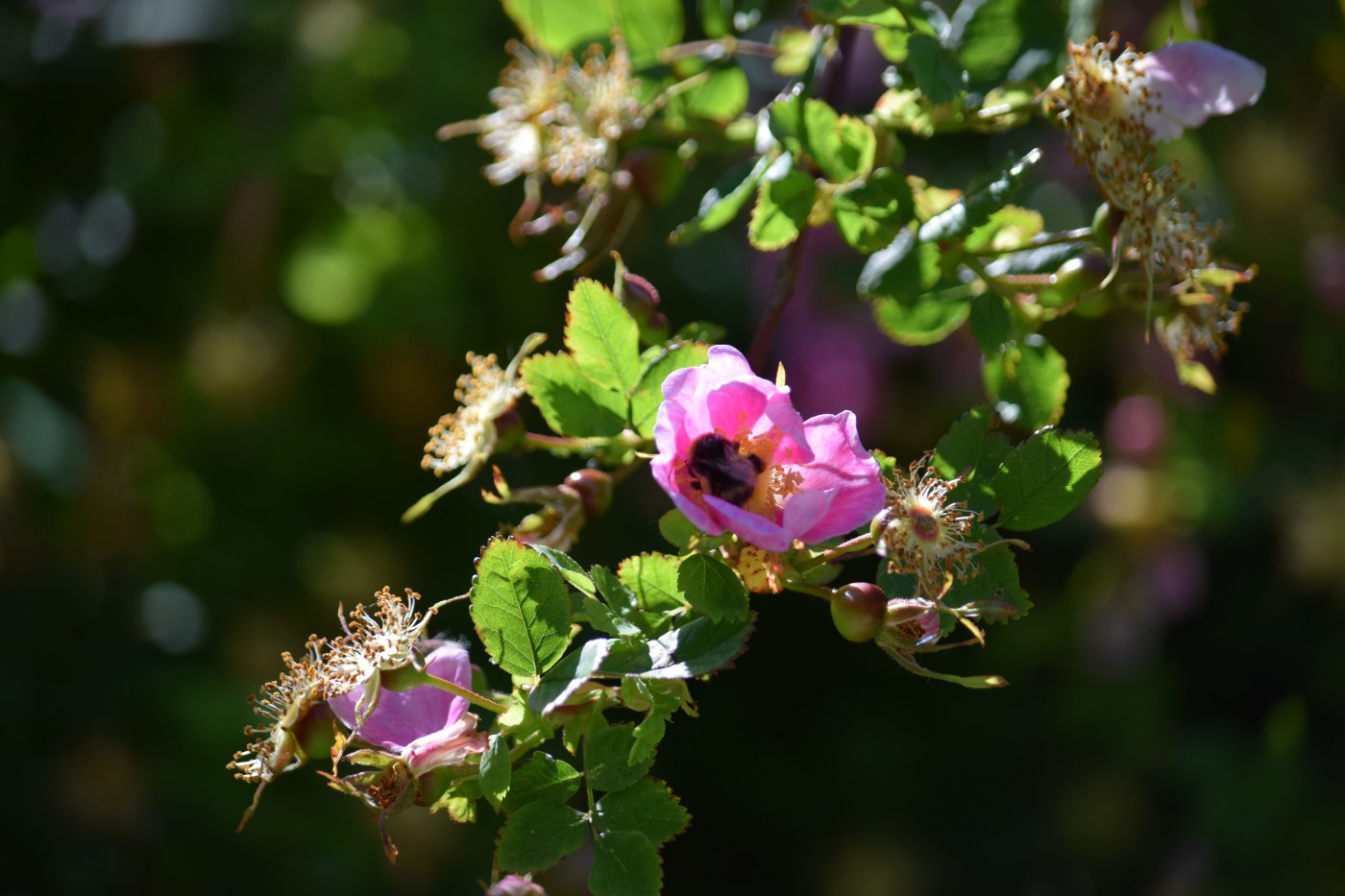 The World’s First Bee Highway. | Jardin