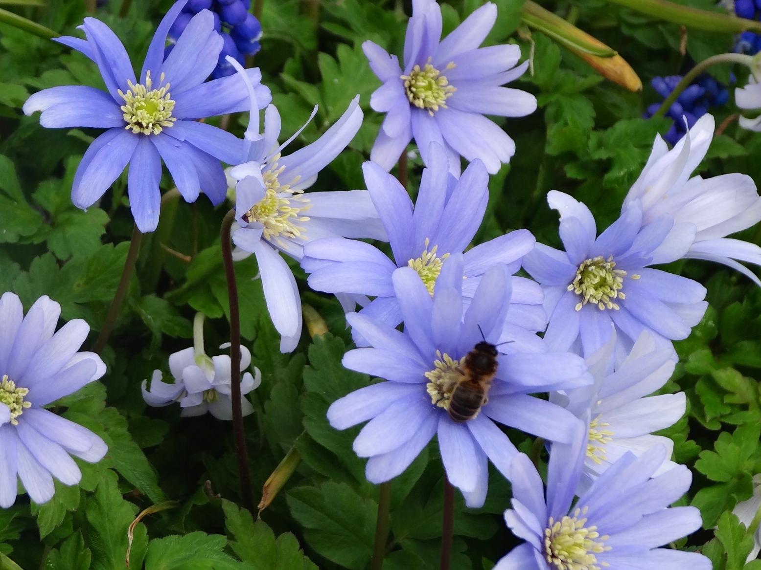The World’s First Bee Highway. | Jardin