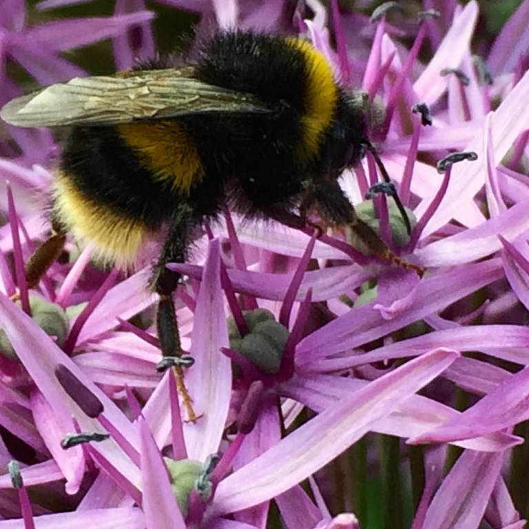 The World’s First Bee Highway. | Jardin
