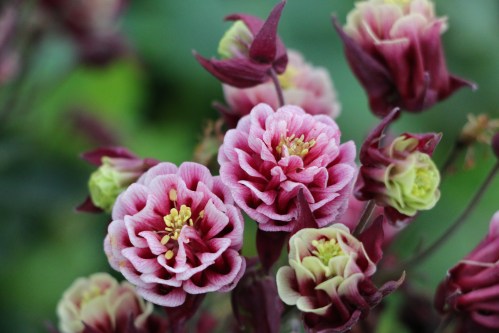 Bloom 2015 – the key plants. | Jardin