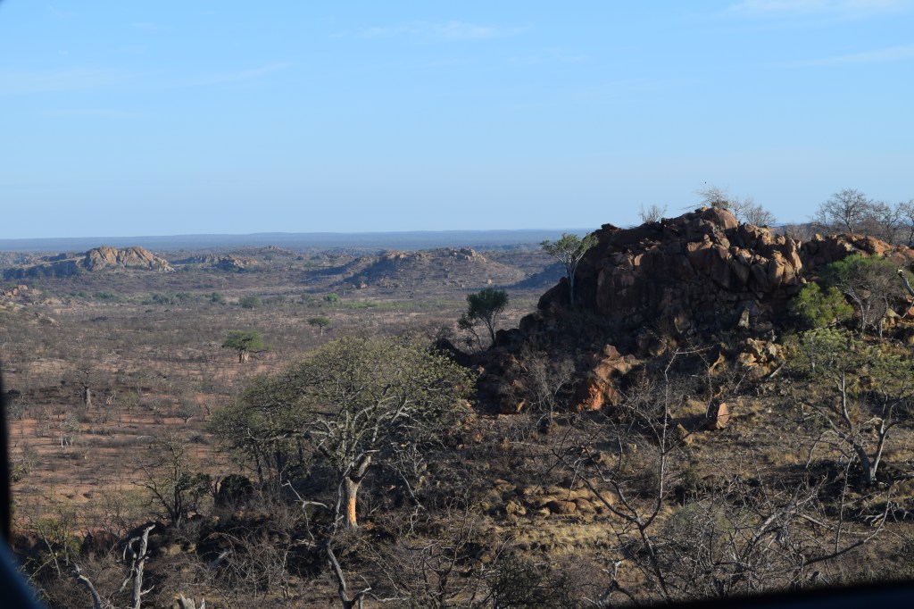 The elusive golden rhino of Mapungubwe. | Jardin