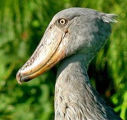 Searching for the Shoebill | Jardin