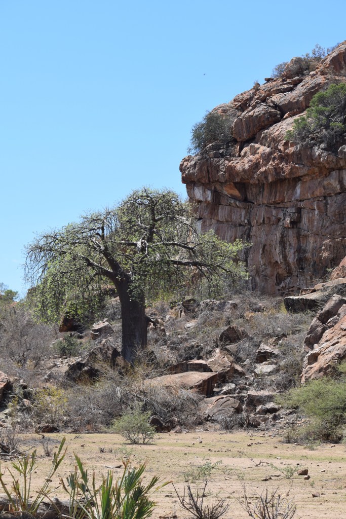 The elusive golden rhino of Mapungubwe. | Jardin