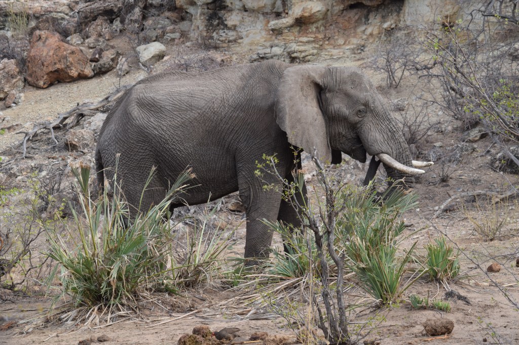 The elusive golden rhino of Mapungubwe. | Jardin