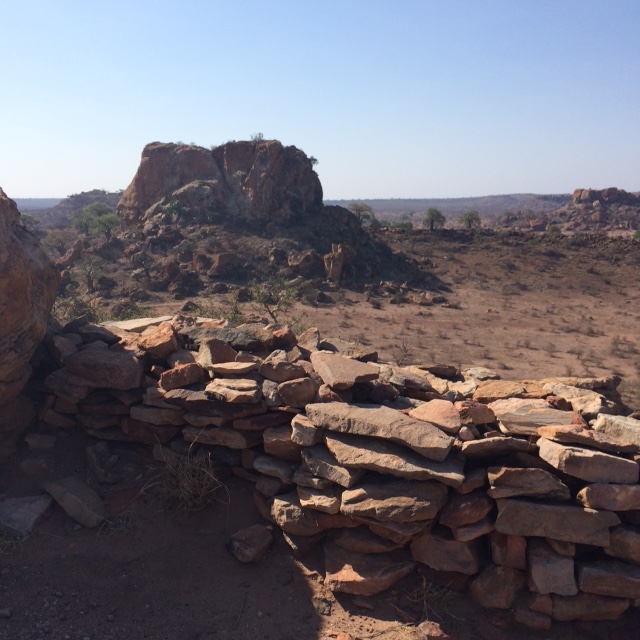 The elusive golden rhino of Mapungubwe. | Jardin